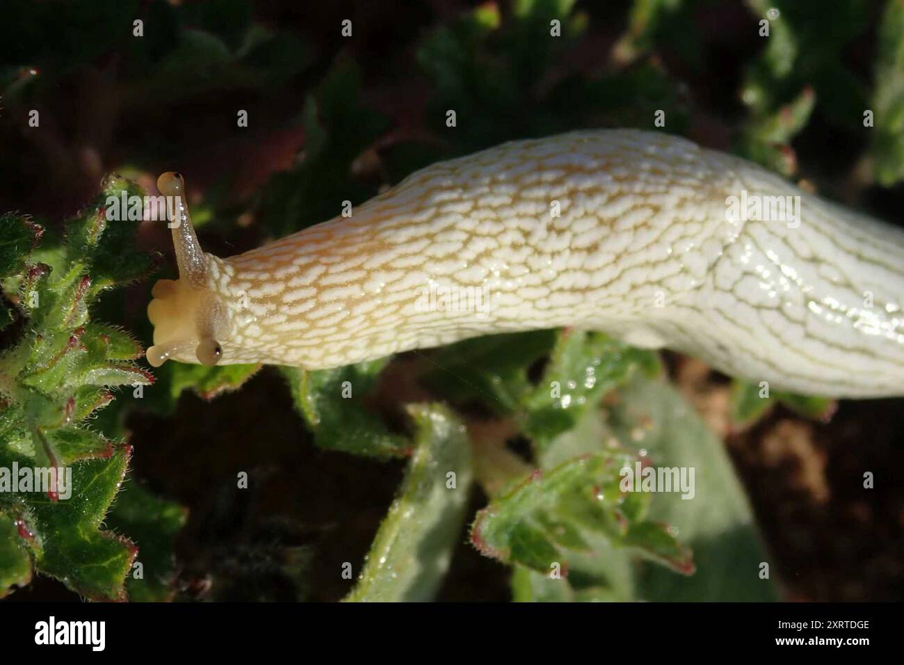 African Banana Slug (Elisolimax flavescens) Mollusca Stock Photo - Alamy