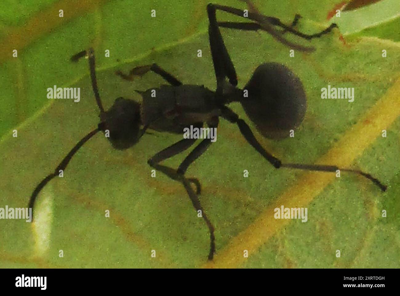 Savanna Spiny Sugar Ant (Polyrhachis schistacea) Insecta Stock Photo ...