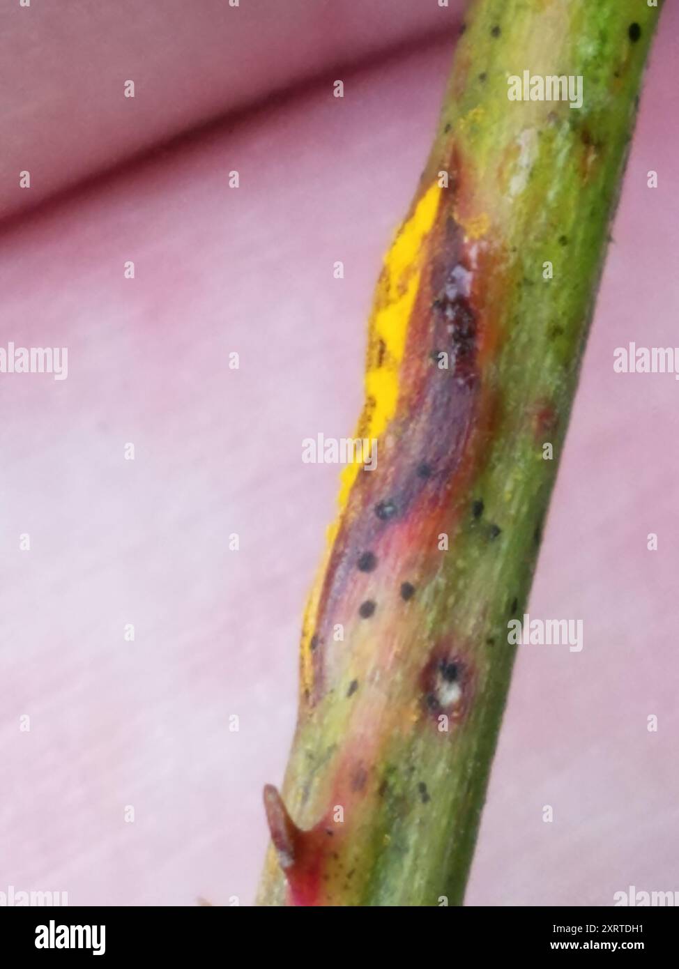 pale bramble rust (Kuehneola uredinis) Fungi Stock Photo - Alamy