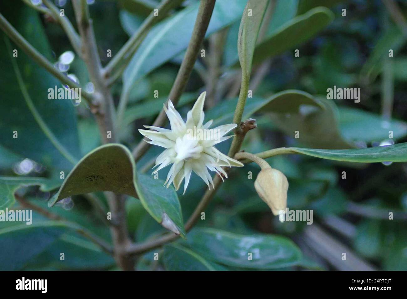 Coastal red milkwood (Mimusops caffra) Plantae Stock Photo - Alamy