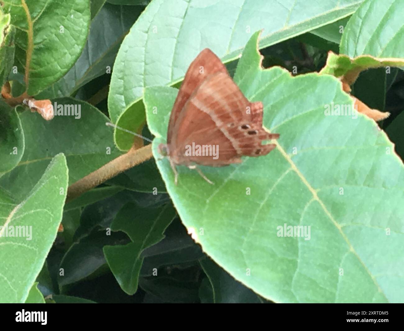 Plum Judy (Abisara echerius) Insecta Stock Photo - Alamy