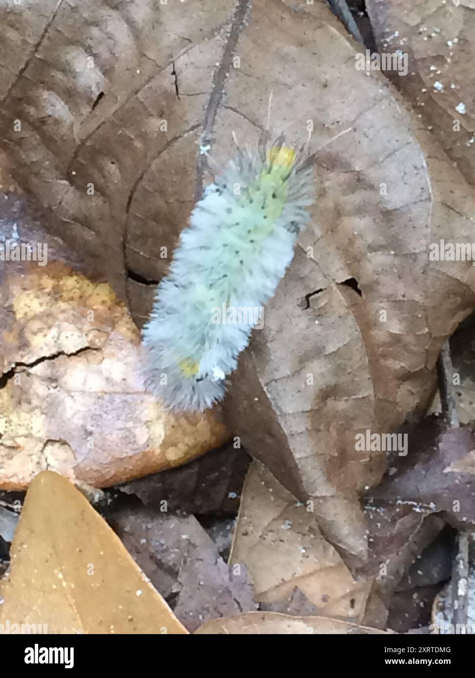 Scarlet-bodied Wasp Moth (Cosmosoma myrodora) Insecta Stock Photo - Alamy