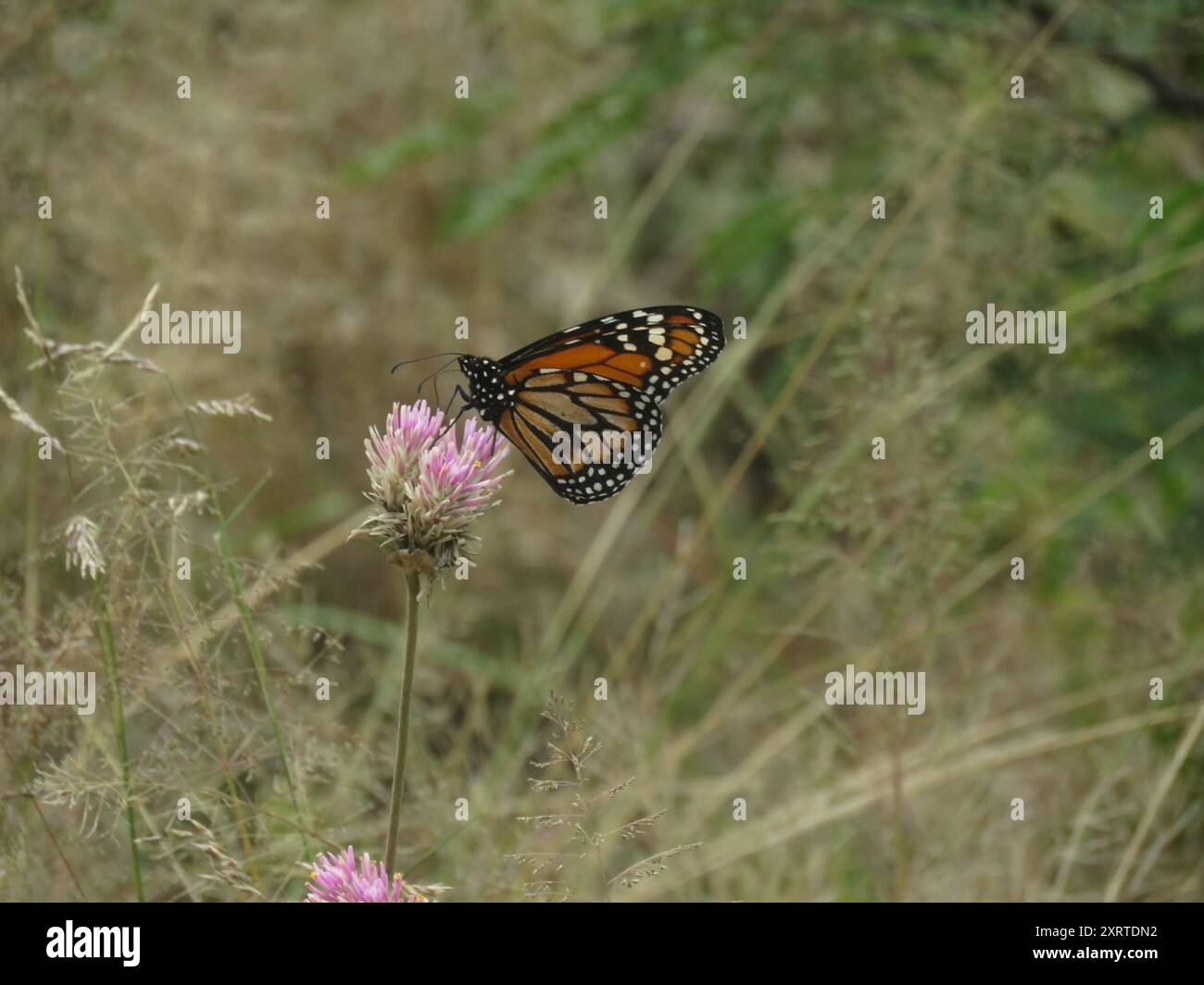 Southern Monarch (Danaus erippus) Insecta Stock Photo - Alamy