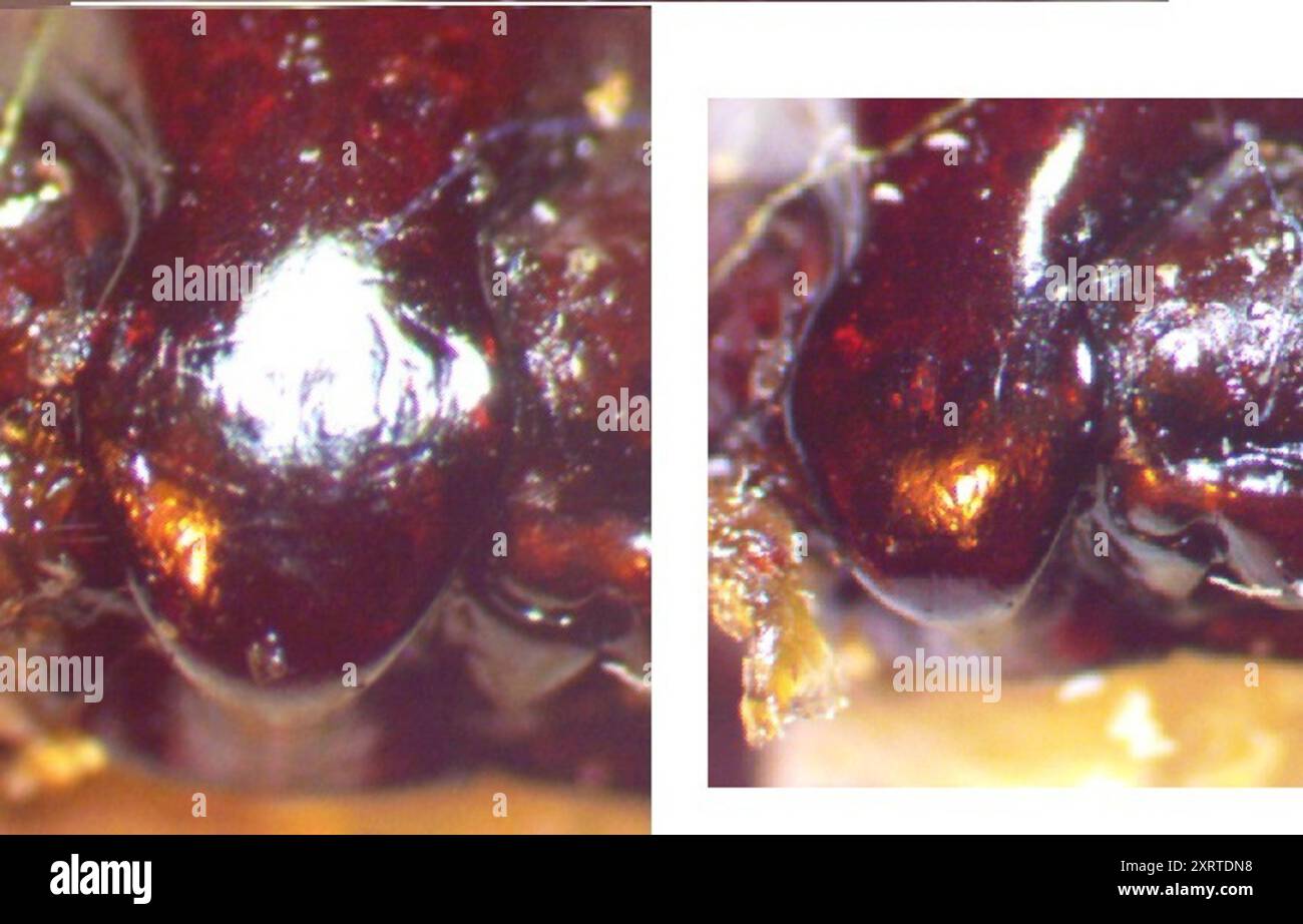 (Pterostichus sculptus) Insecta Stock Photo - Alamy