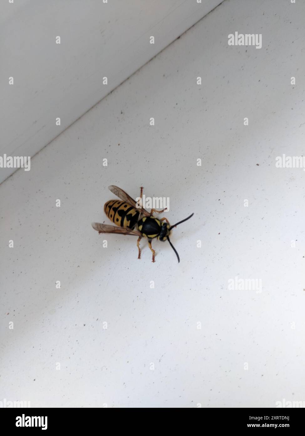 Ants, Bees, and Stinging Wasps (Aculeata) Insecta Stock Photo - Alamy