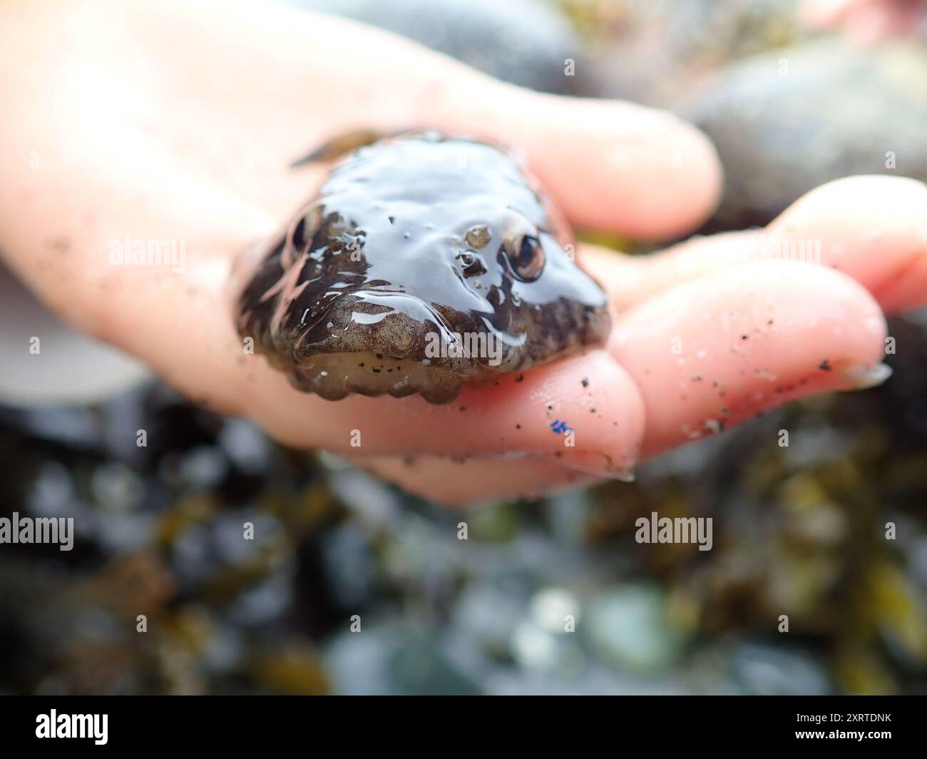 Northern Clingfish (Gobiesox maeandricus) Actinopterygii Stock Photo ...