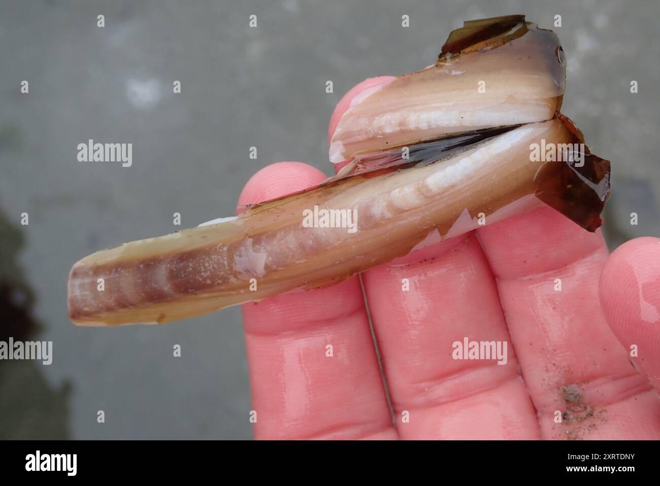 Atlantic Jackknife (Ensis leei) Mollusca Stock Photo - Alamy