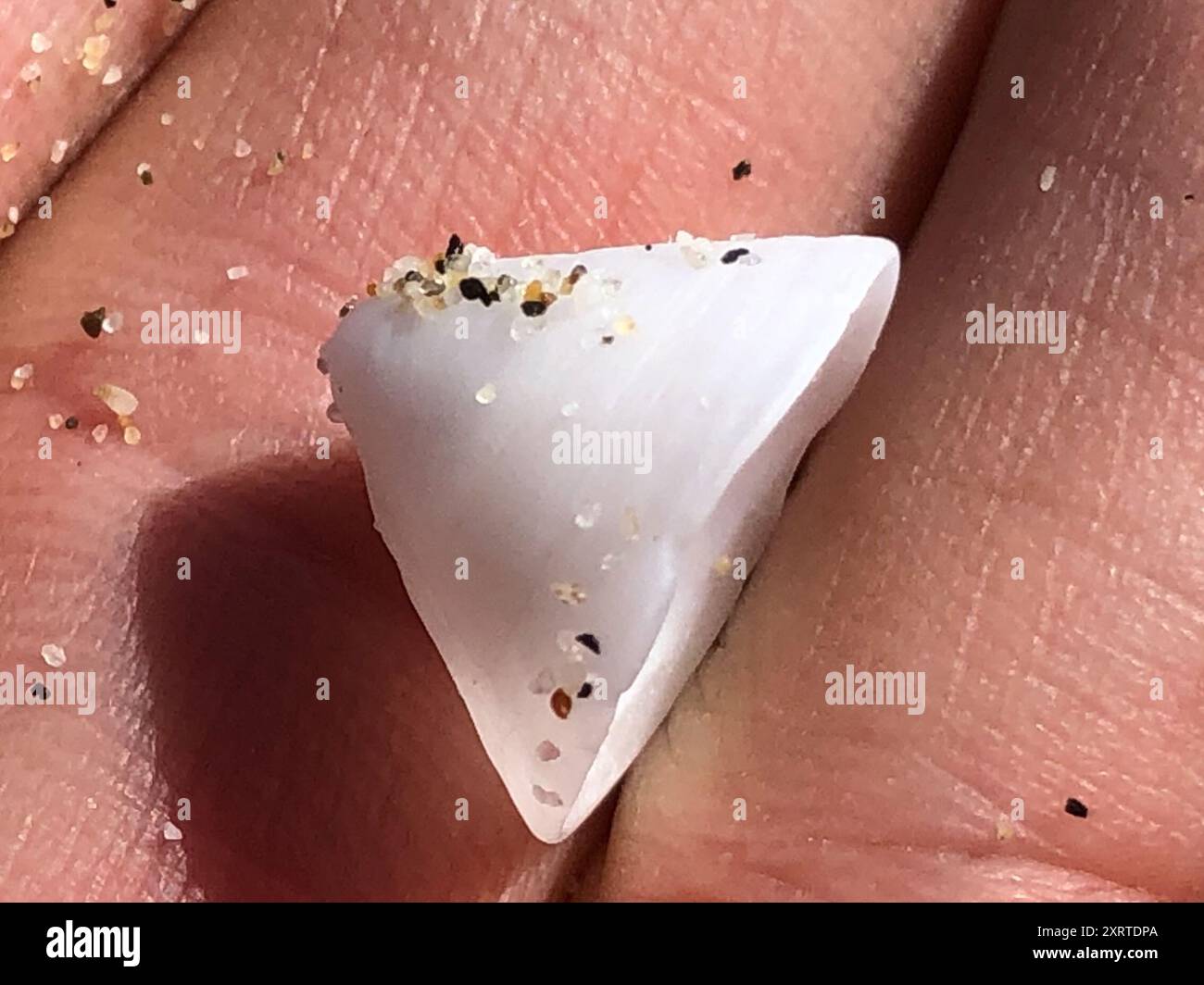 Whitecap Limpet (Acmaea mitra) Mollusca Stock Photo - Alamy