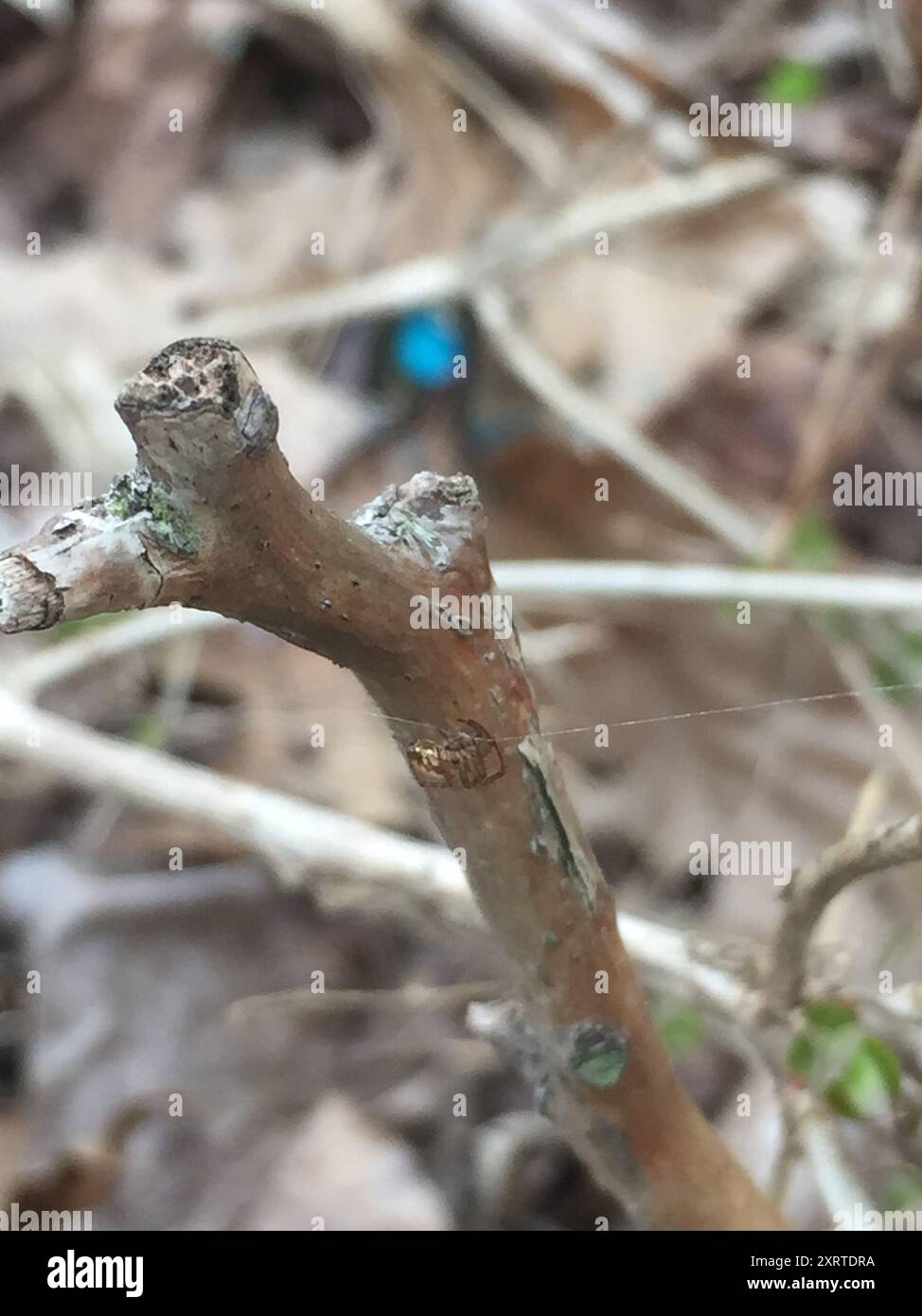 Spiders (Araneae) Arachnida Stock Photo - Alamy