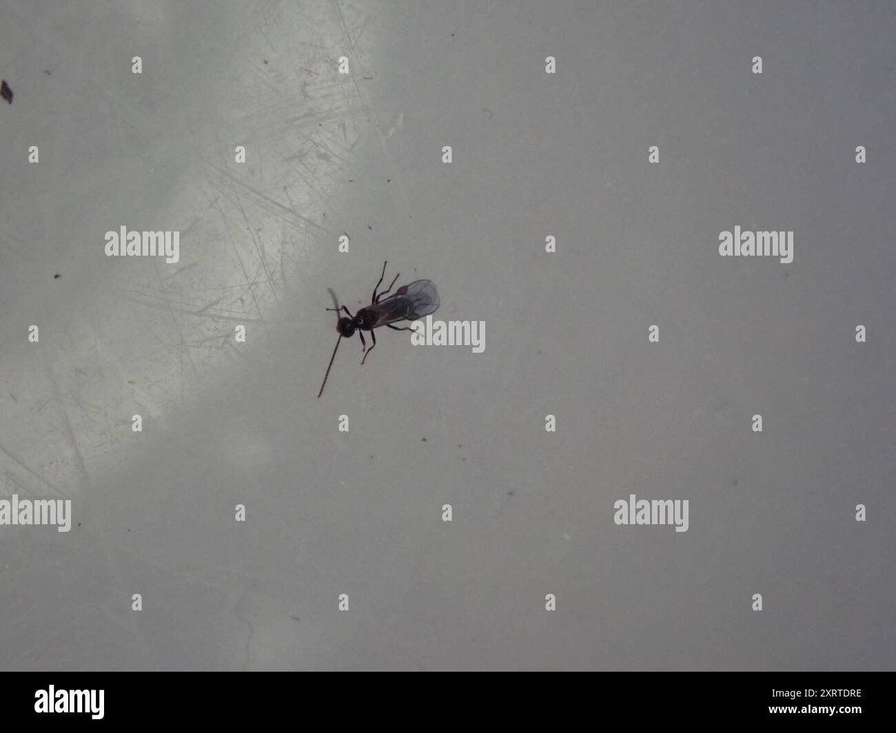 Ants, Bees, Wasps, and Sawflies (Hymenoptera) Insecta Stock Photo - Alamy