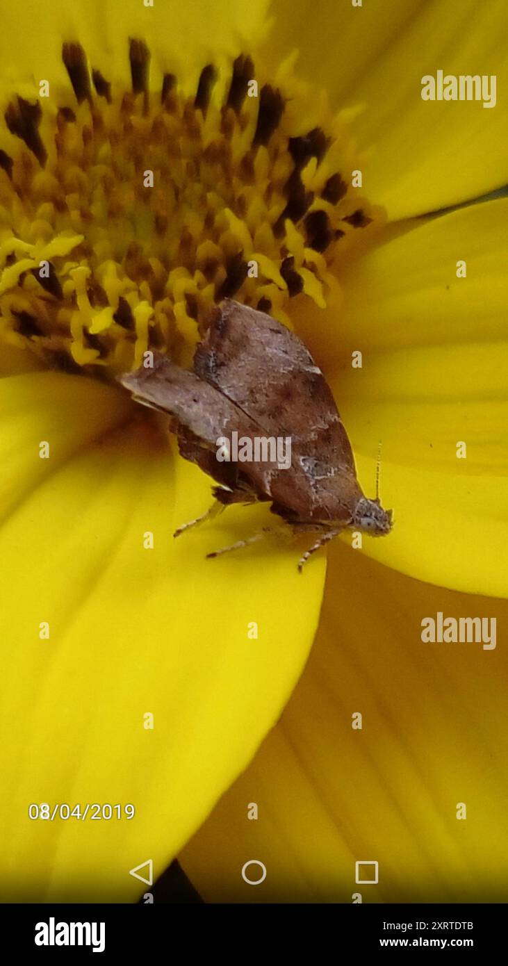 fig-tree skeletonizer moth (Choreutis nemorana) Insecta Stock Photo - Alamy