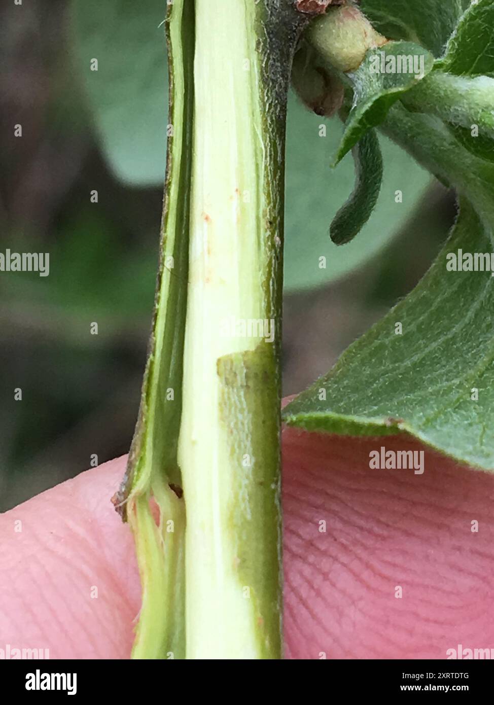 Rusty Willow (Salix atrocinerea) Plantae Stock Photo - Alamy