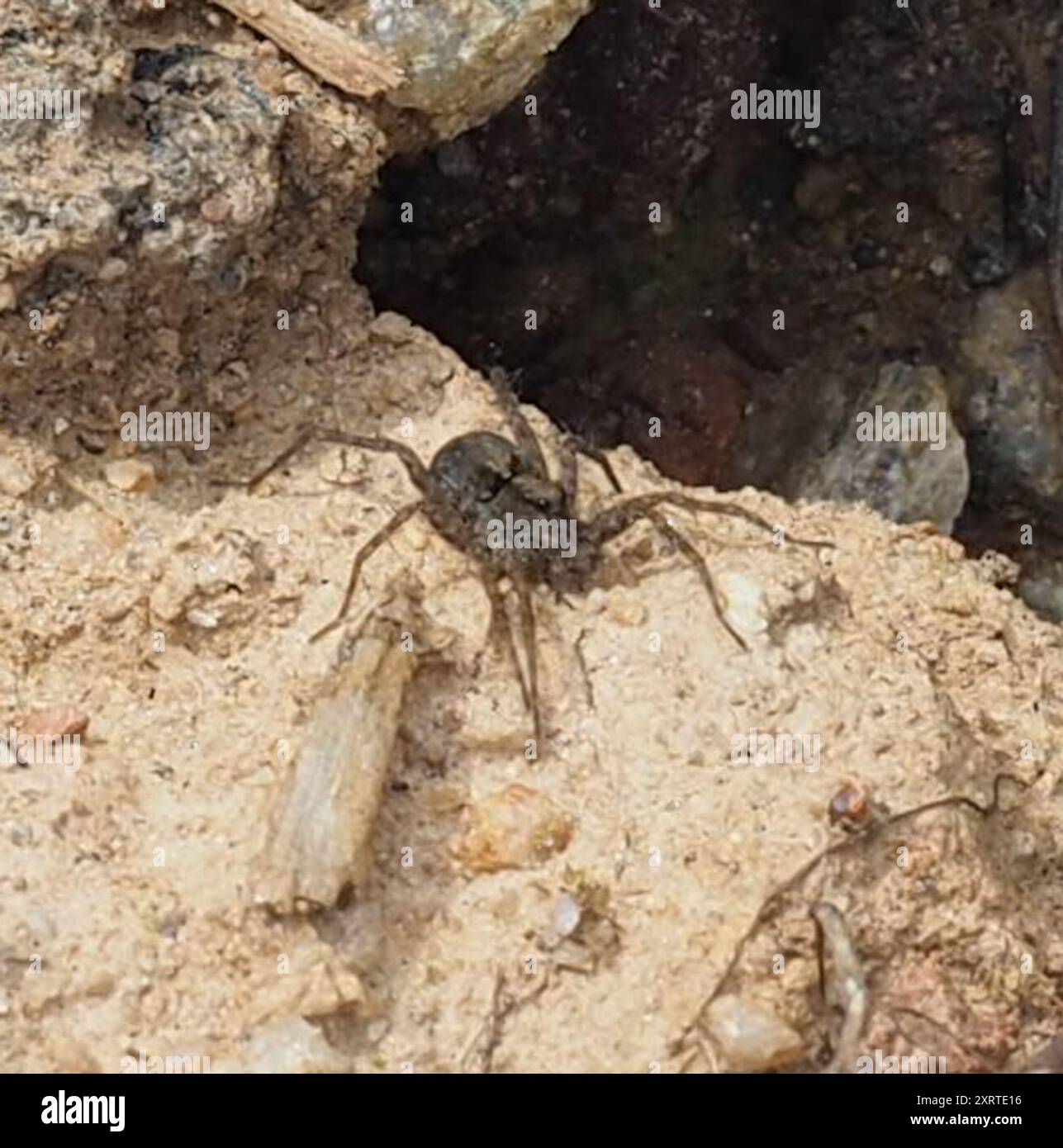 Thin-legged Wolf Spiders (Pardosa) Arachnida Stock Photo - Alamy
