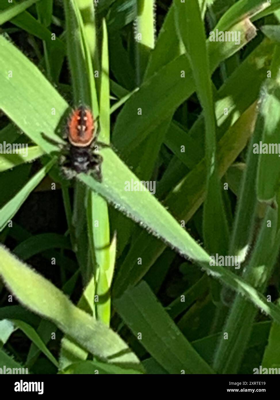 Johnson's Jumping Spider (Phidippus johnsoni) Arachnida Stock Photo - Alamy