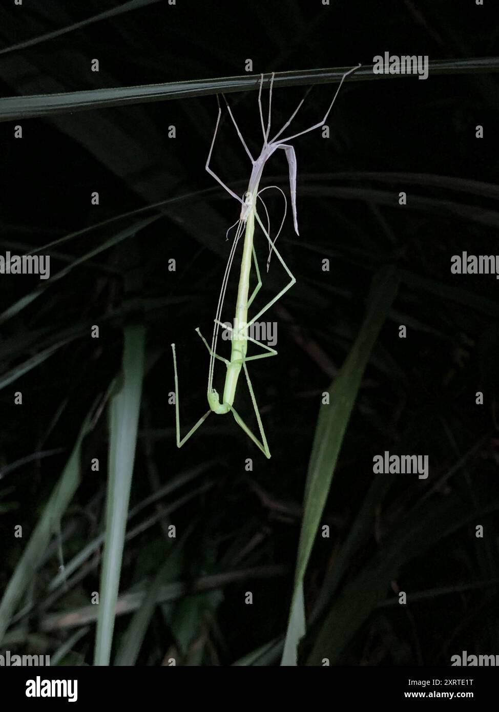 Phasmatidae hi-res stock photography and images - Alamy