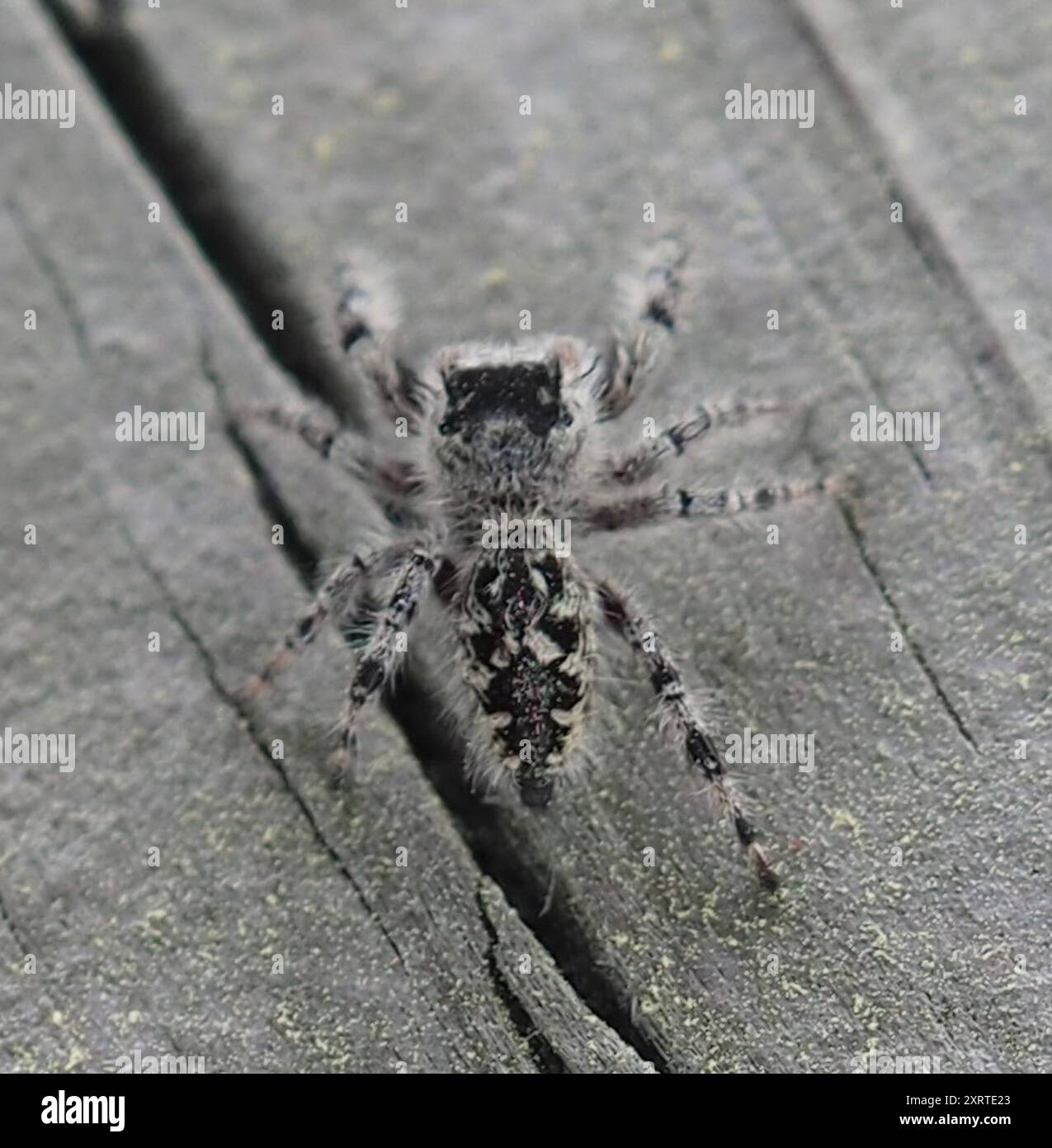 canopy jumping spider (Phidippus otiosus) Arachnida Stock Photo - Alamy