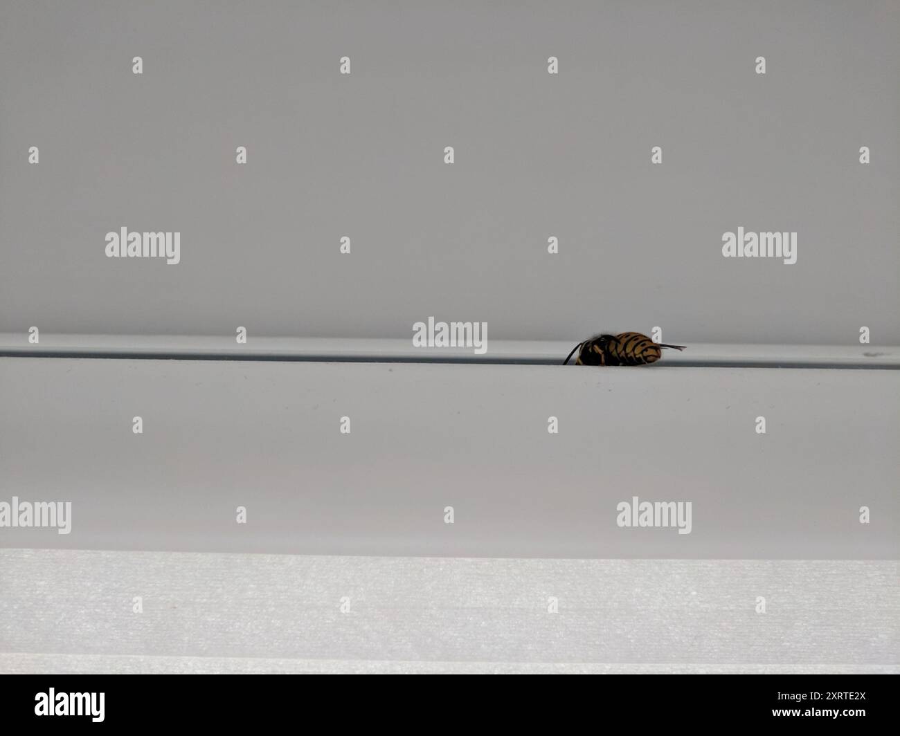 Ants, Bees, and Stinging Wasps (Aculeata) Insecta Stock Photo - Alamy
