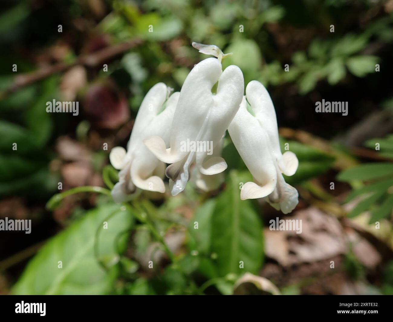 squirrel corn (Dicentra canadensis) Plantae Stock Photo - Alamy