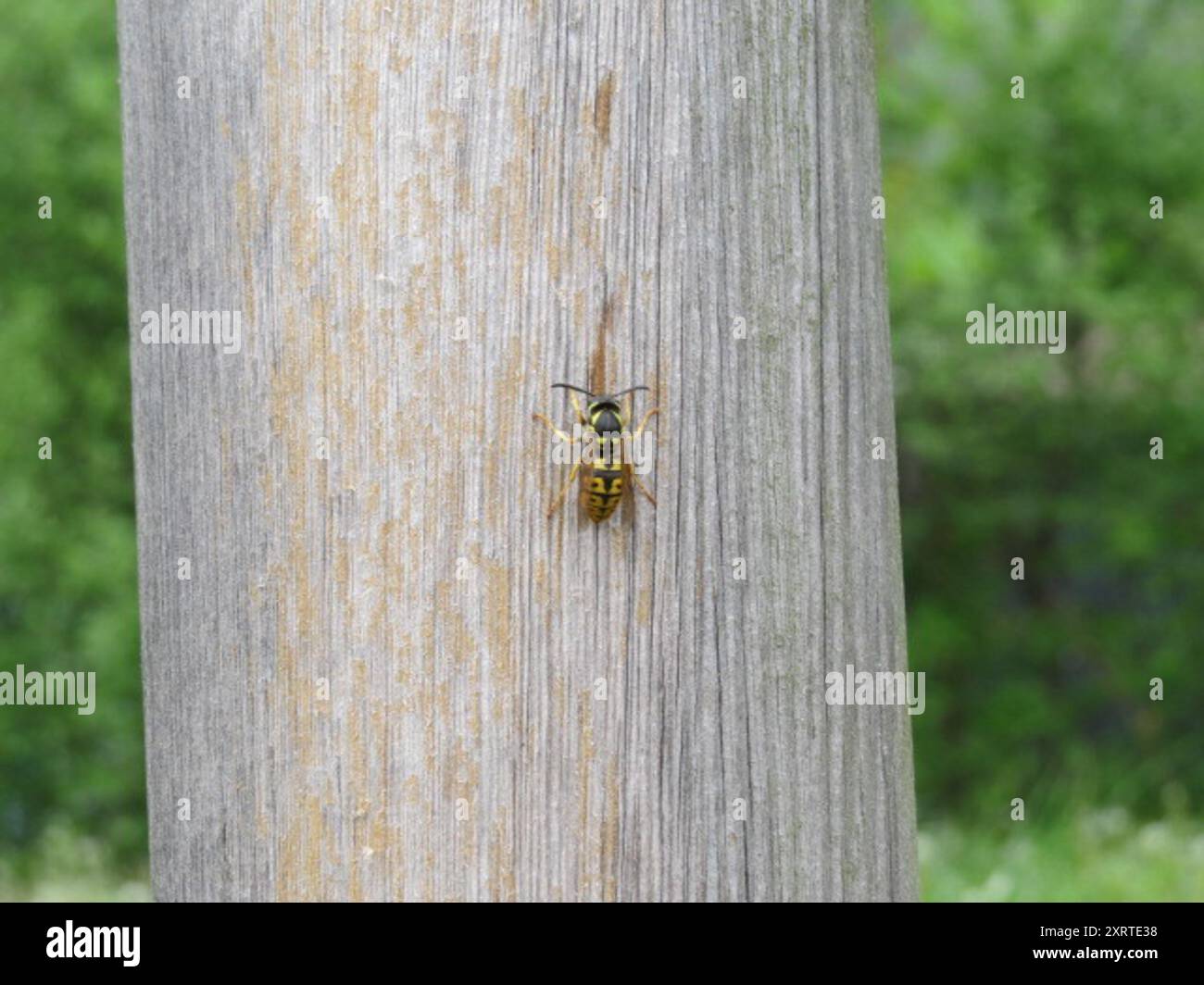 German Yellowjacket (Vespula germanica) Insecta Stock Photo - Alamy