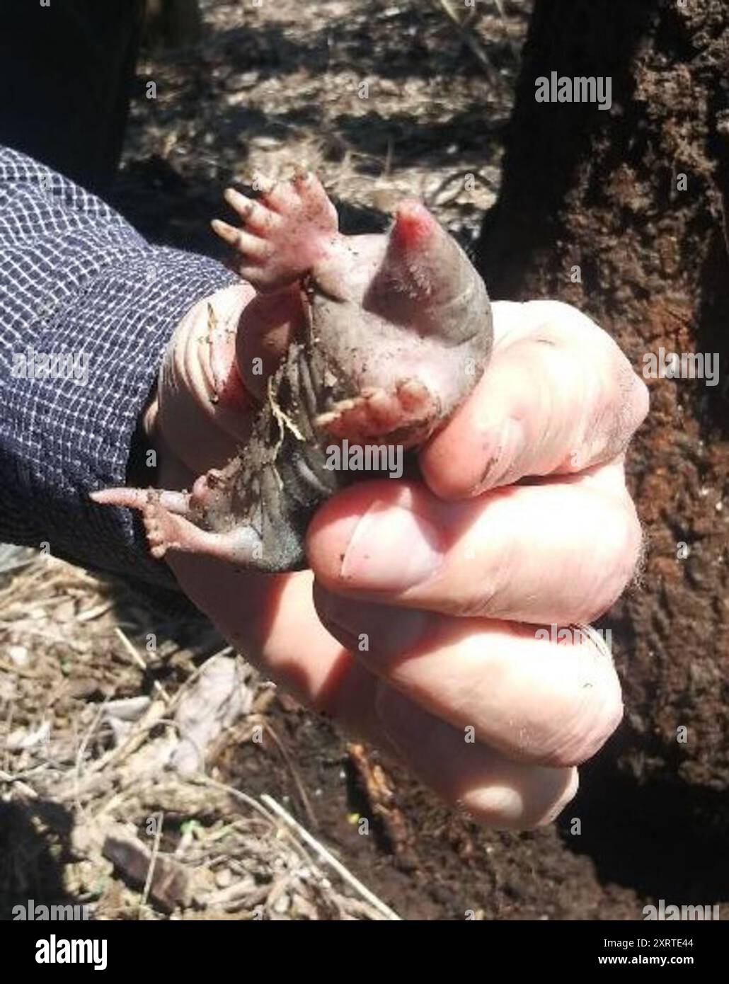 Eastern Mole (Scalopus aquaticus) Mammalia Stock Photo - Alamy