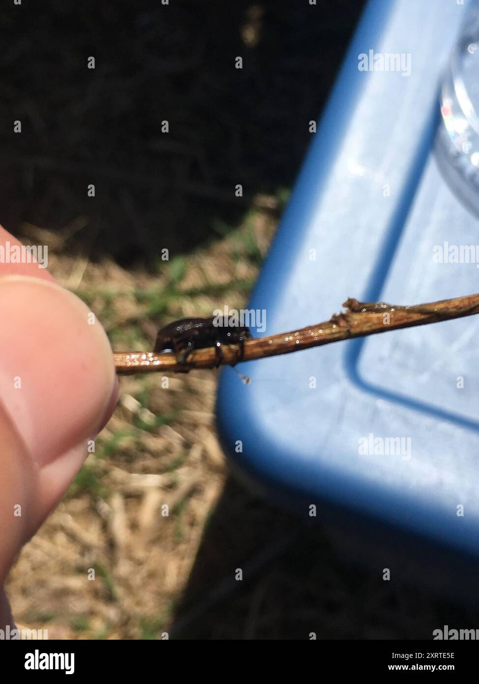 Billbug Weevils (Sphenophorus) Insecta Stock Photo - Alamy