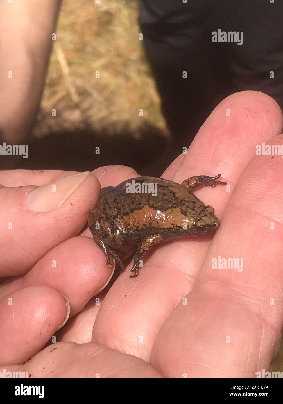 Eastern Narrow-mouthed Toad (Gastrophryne carolinensis) Amphibia Stock ...