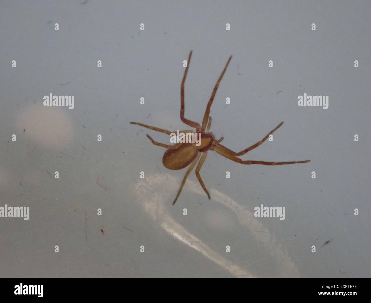 White-striped Running Crab Spider (Philodromus rufus) Arachnida Stock ...