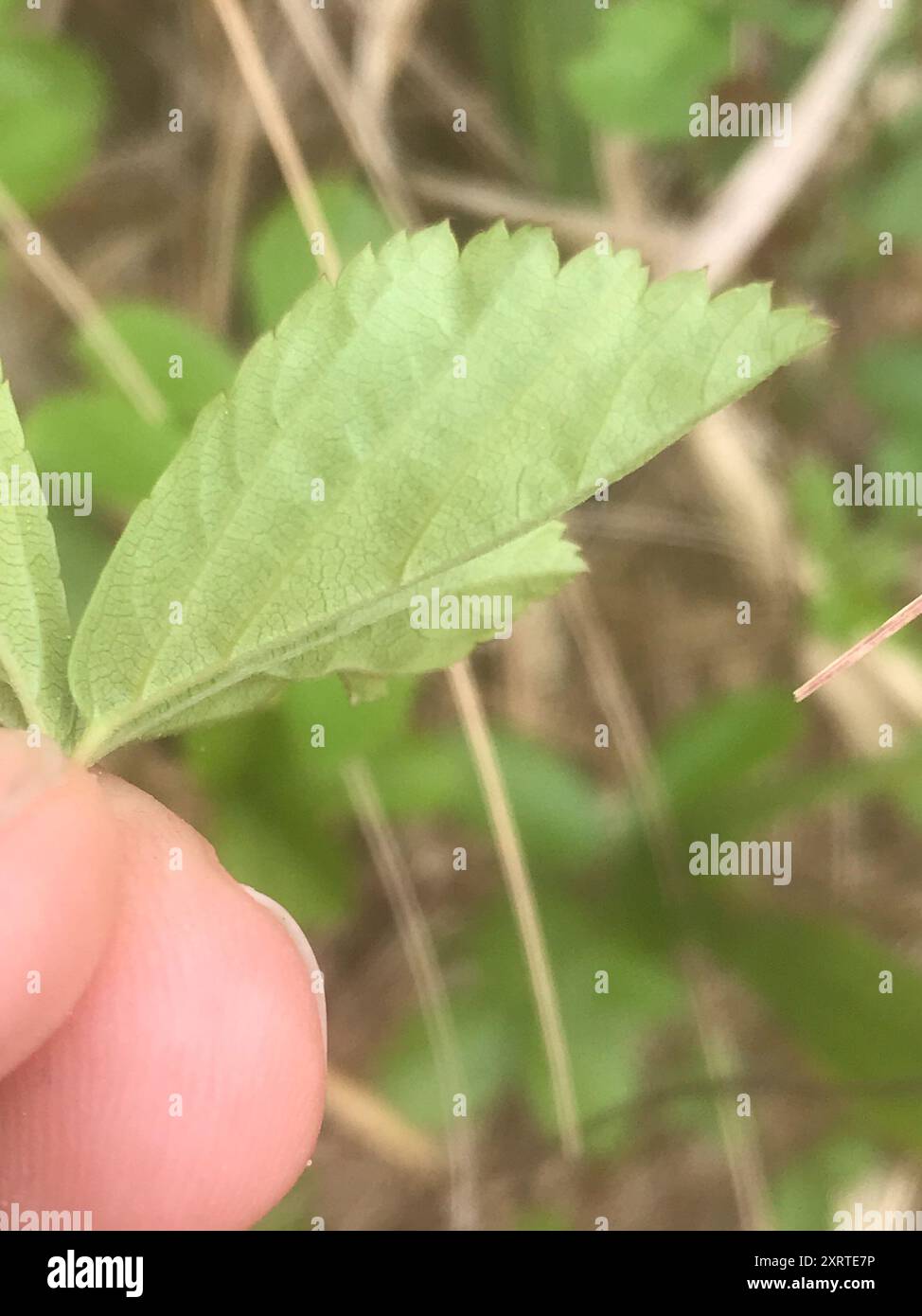 Common Dewberry (Rubus flagellaris) Plantae Stock Photo - Alamy