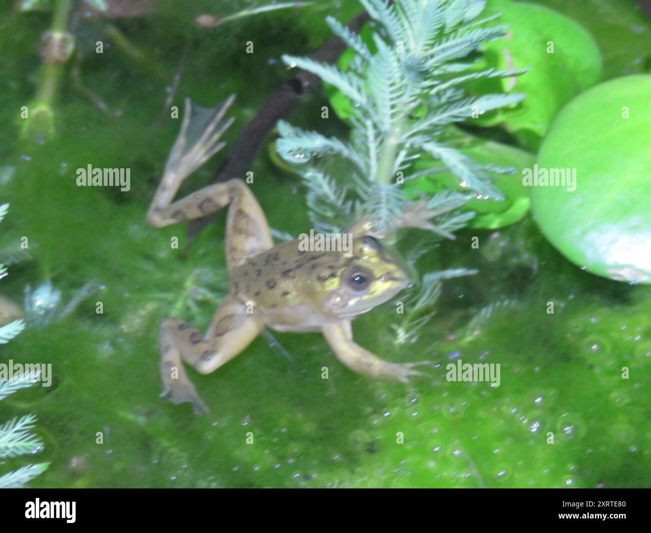 Lesser Swimming Frog (Pseudis minuta) Amphibia Stock Photo - Alamy