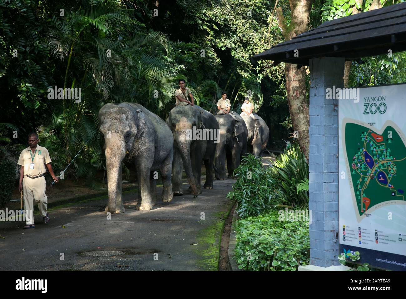 Yangon, Myanmar. 11th Aug, 2024. Asian elephants take a walk at the ...