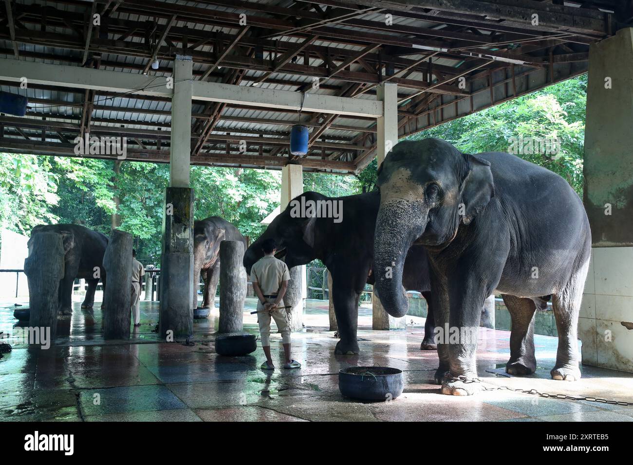 Yangon, Myanmar. 11th Aug, 2024. Asian elephants are seen at the Yangon ...