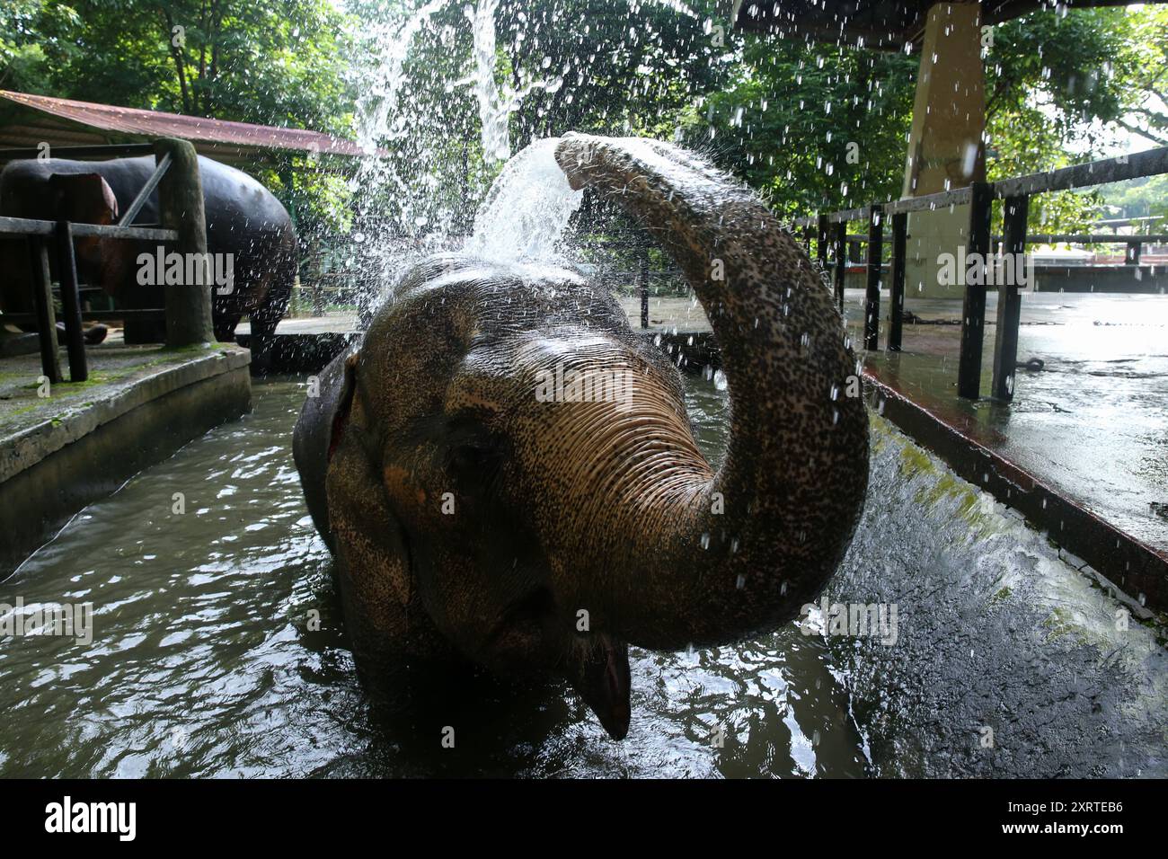 Yangon, Myanmar. 11th Aug, 2024. An elephant bathes at the Yangon ...