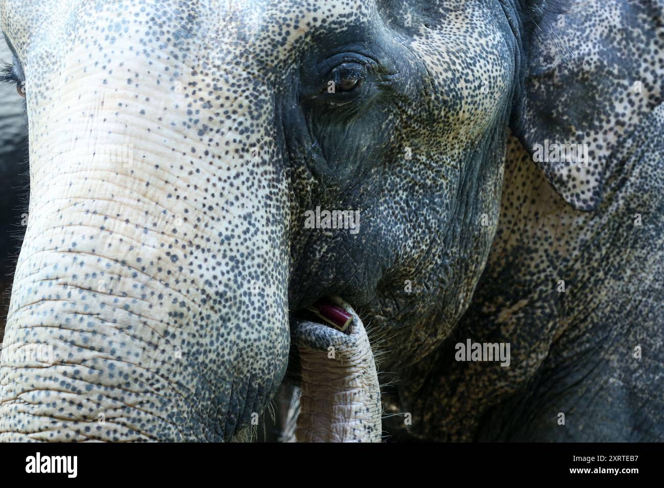 Yangon. 11th Aug, 2024. This photo taken on Aug. 11, 2024 shows an ...