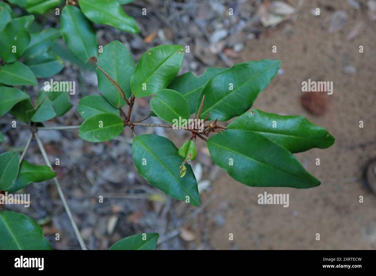 Lesser Lavender Croton (Croton pseudopulchellus) Plantae Stock Photo ...