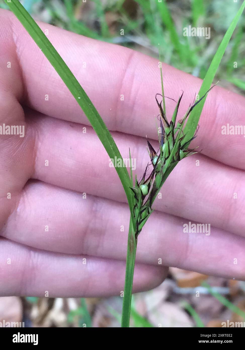 Whip Nutrush (Scleria triglomerata) Plantae Stock Photo - Alamy