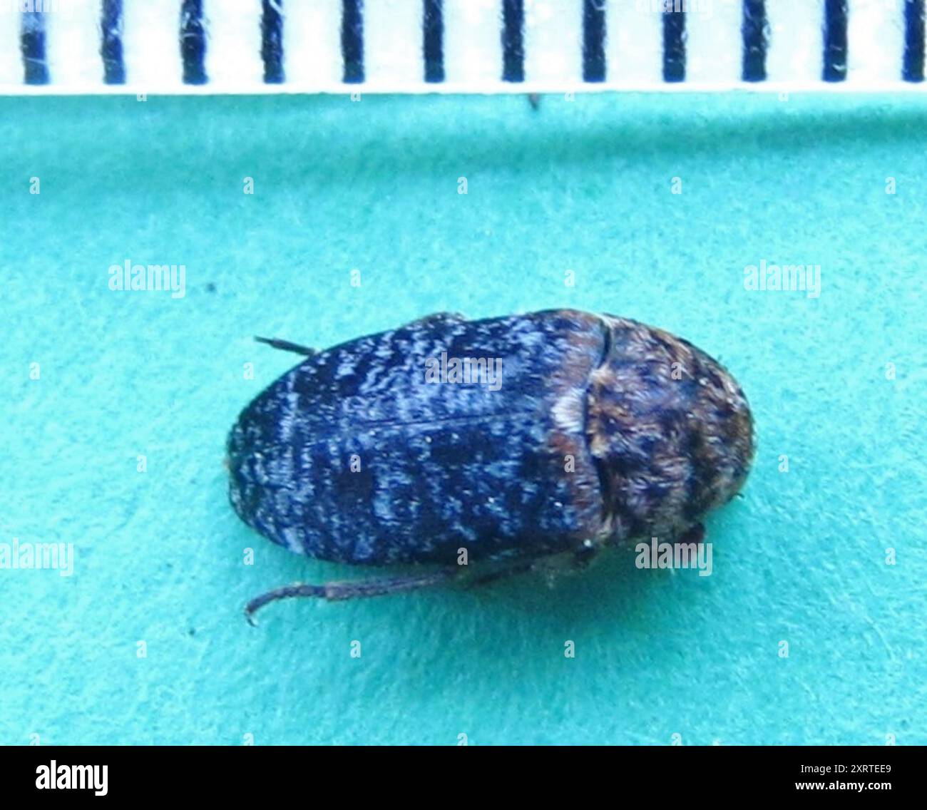 Tallow and hide hi-res stock photography and images - Alamy