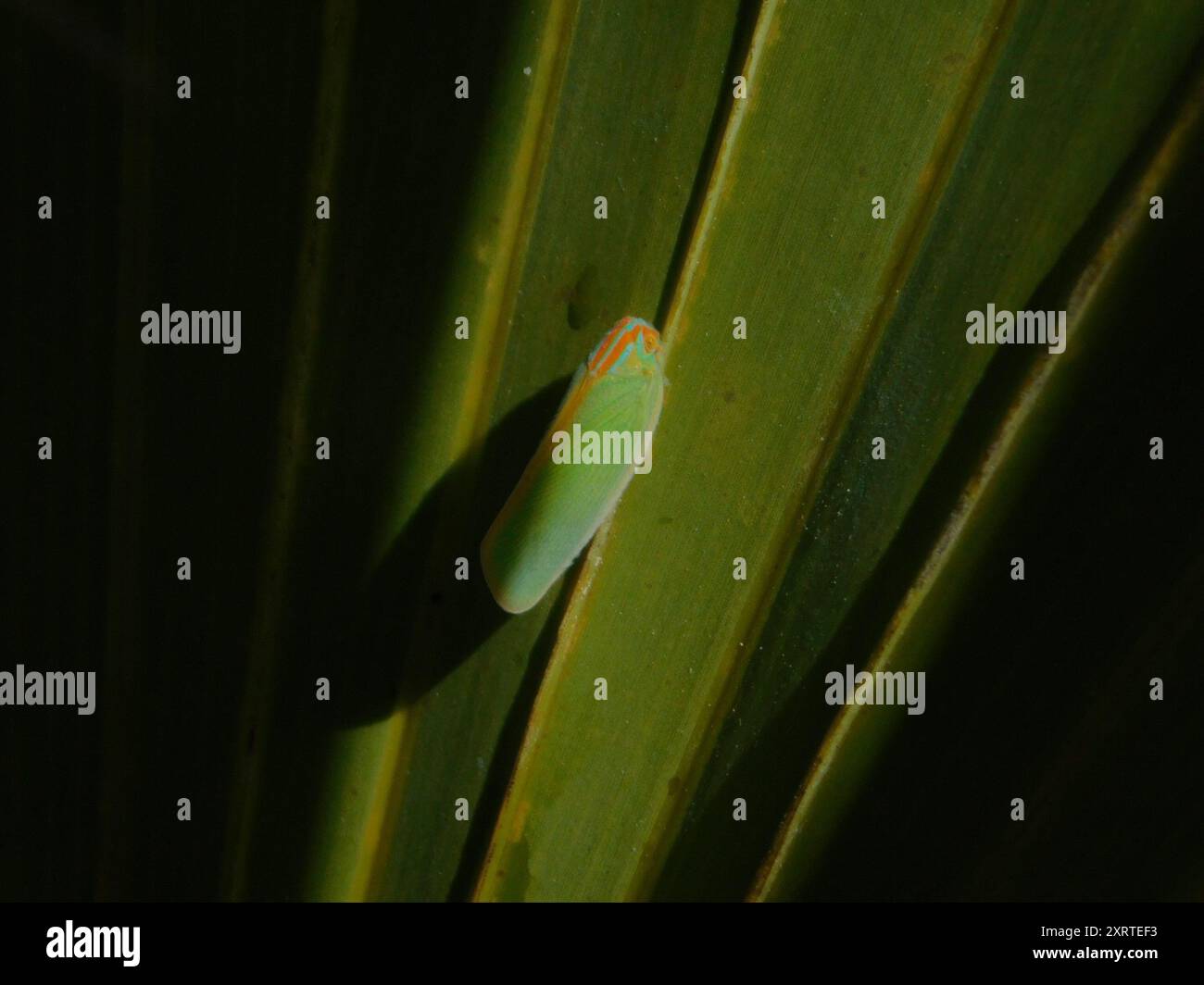 Ormenaria rufifascia hi-res stock photography and images - Alamy