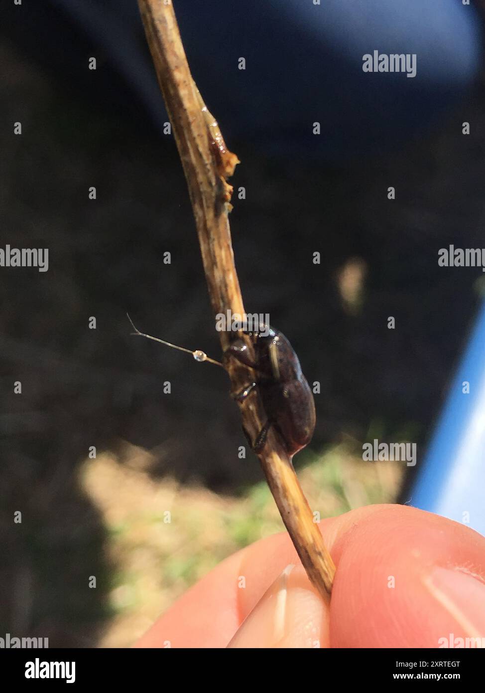 Billbug Weevils (Sphenophorus) Insecta Stock Photo - Alamy
