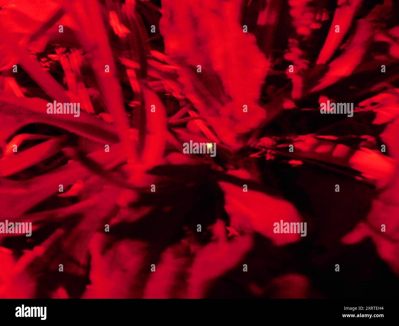 Headlight Beetles (Pyrophorini) Insecta Stock Photo - Alamy