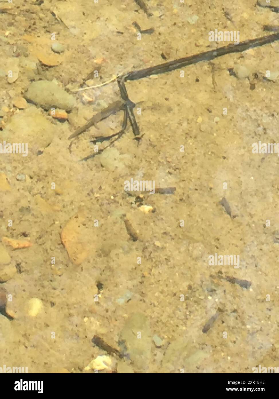 Salamanders (Caudata) Amphibia Stock Photo - Alamy