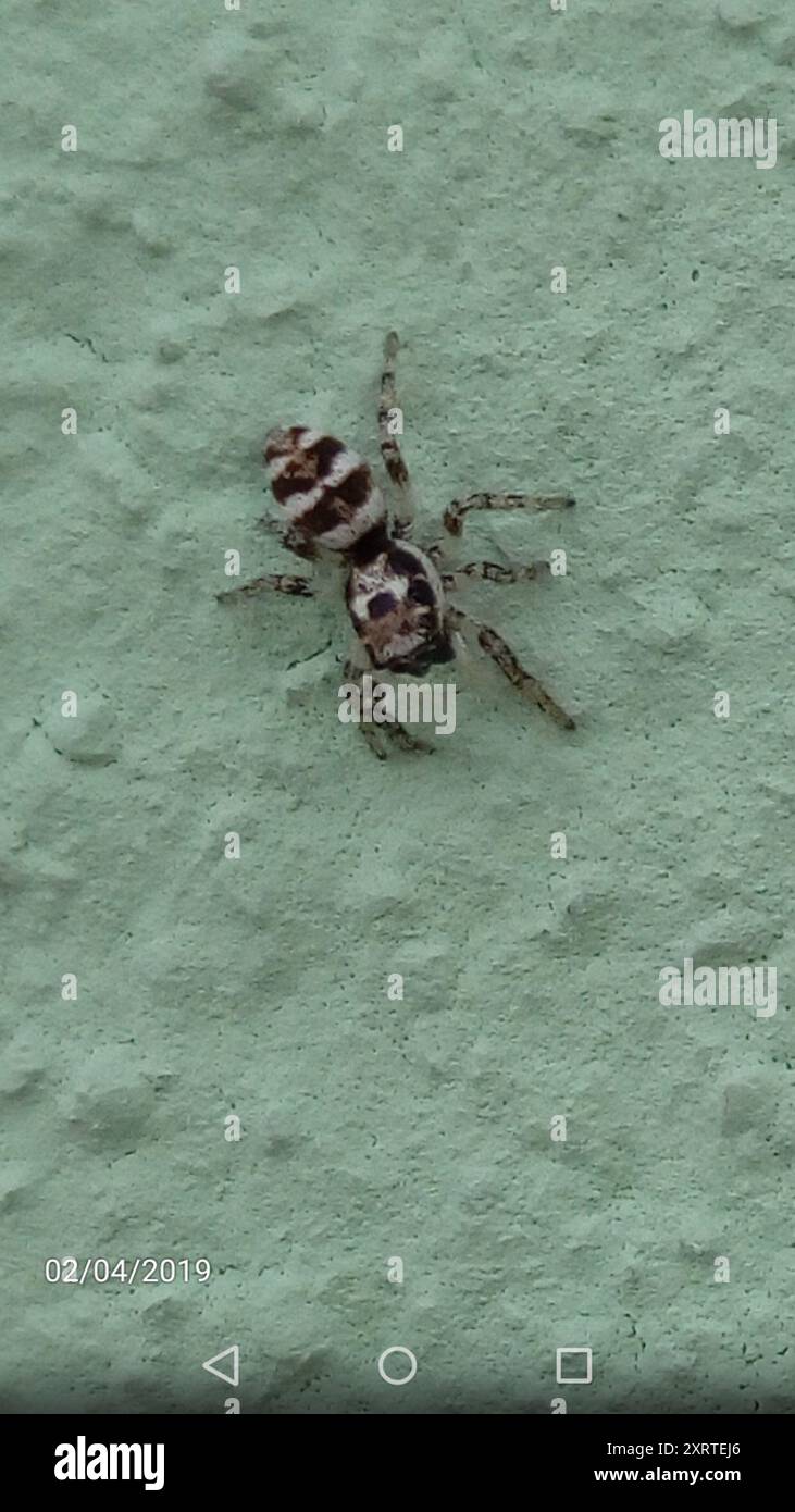 Zebra Jumping Spider (Salticus scenicus) Arachnida Stock Photo - Alamy