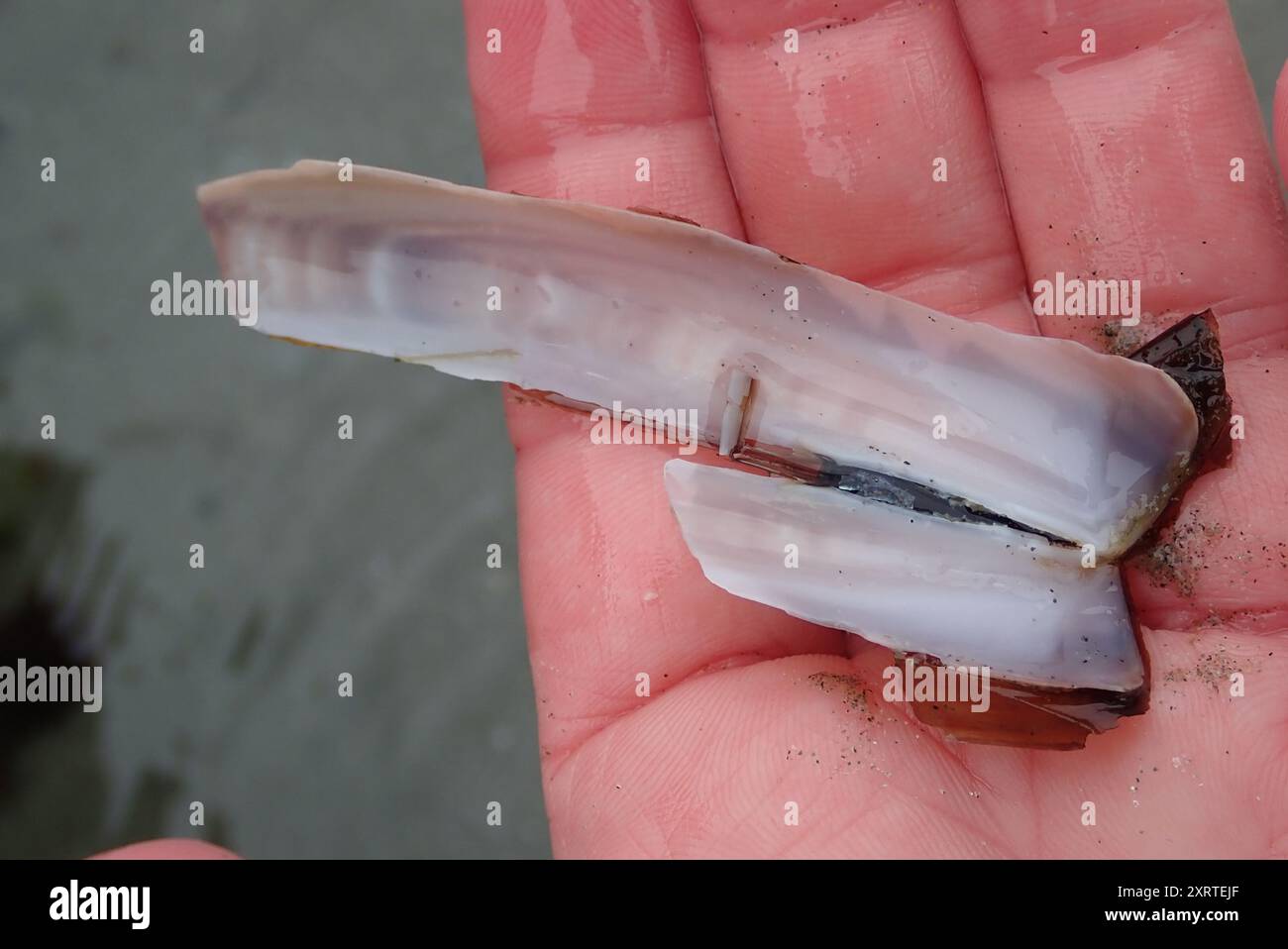 Atlantic Jackknife (Ensis leei) Mollusca Stock Photo - Alamy