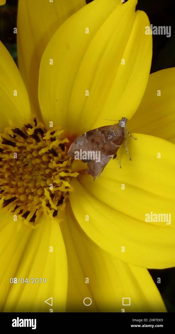 fig-tree skeletonizer moth (Choreutis nemorana) Insecta Stock Photo - Alamy