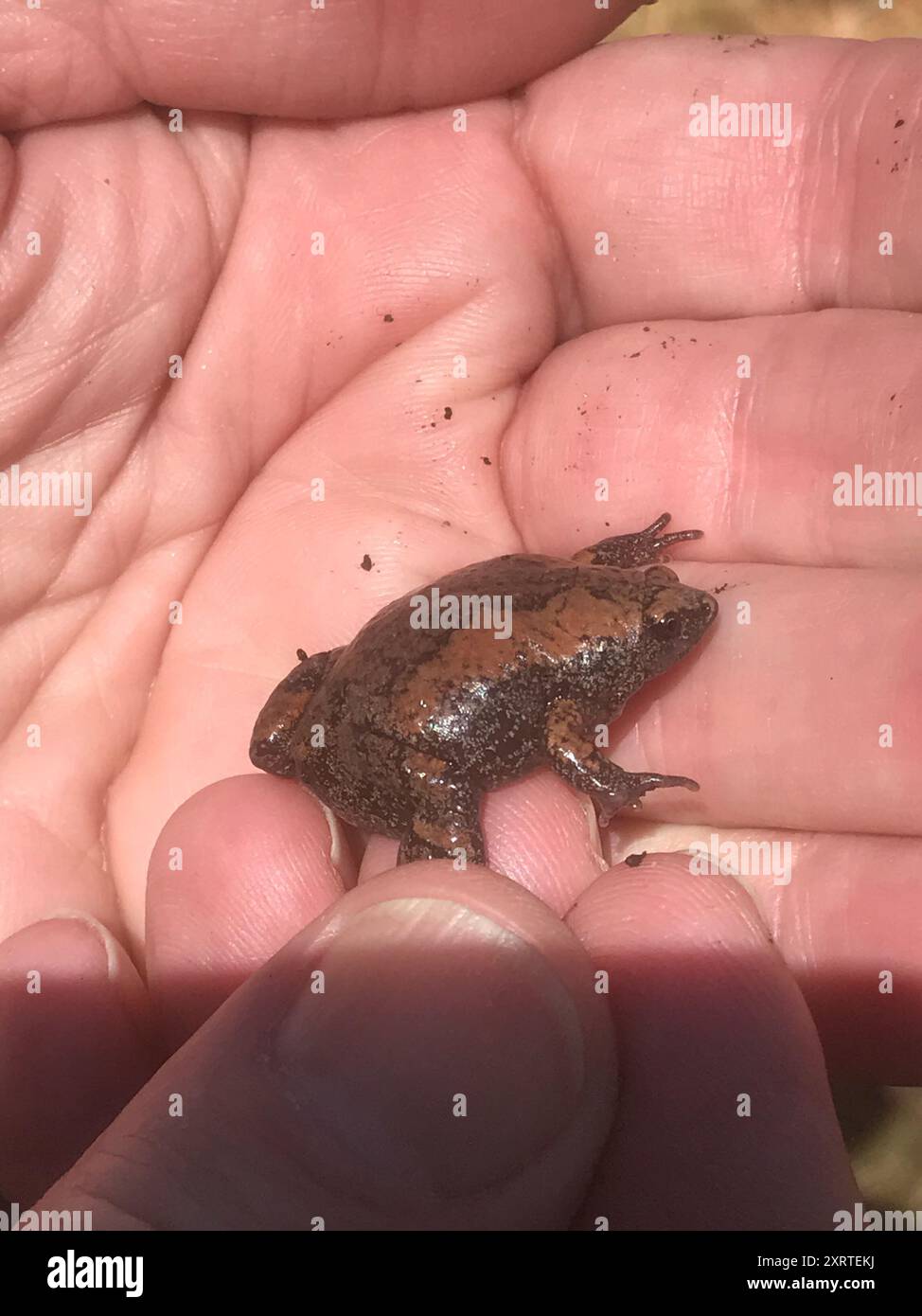 Eastern Narrow-mouthed Toad (Gastrophryne carolinensis) Amphibia Stock ...