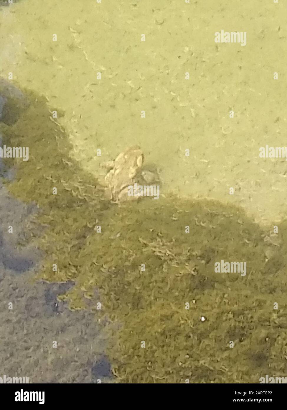 Spiny Toad (Bufo spinosus) Amphibia Stock Photo - Alamy