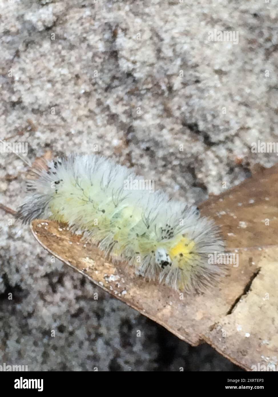 Scarlet-bodied Wasp Moth (Cosmosoma myrodora) Insecta Stock Photo - Alamy
