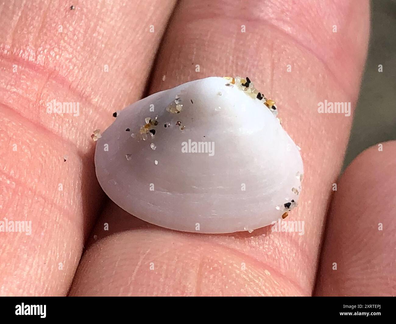 Whitecap Limpet (Acmaea mitra) Mollusca Stock Photo - Alamy