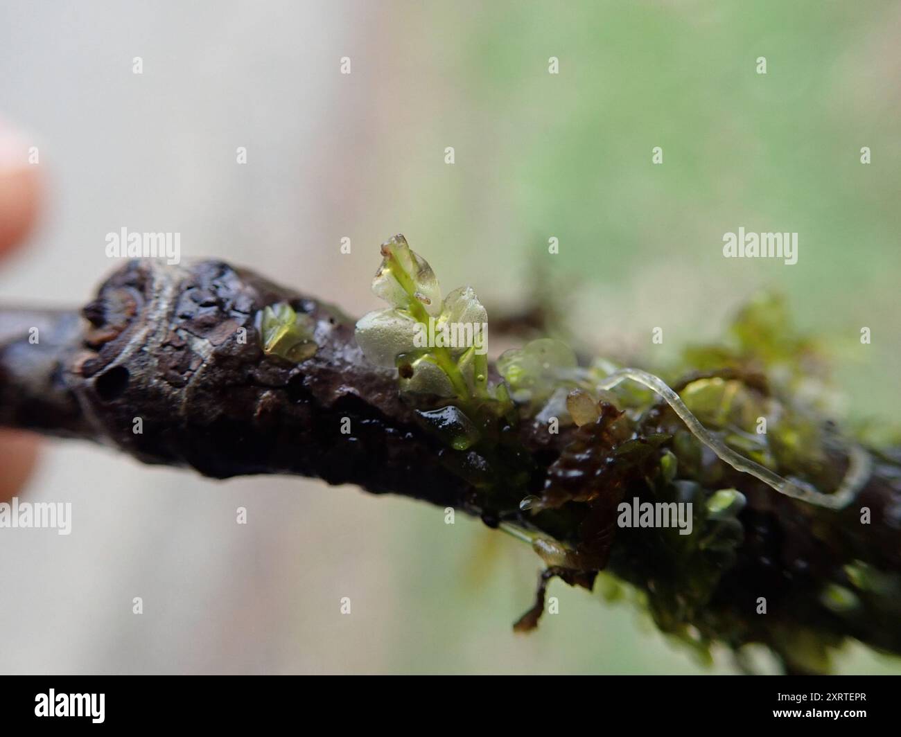 Square-leaved Crestwort (Chiloscyphus polyanthos) Plantae Stock Photo ...