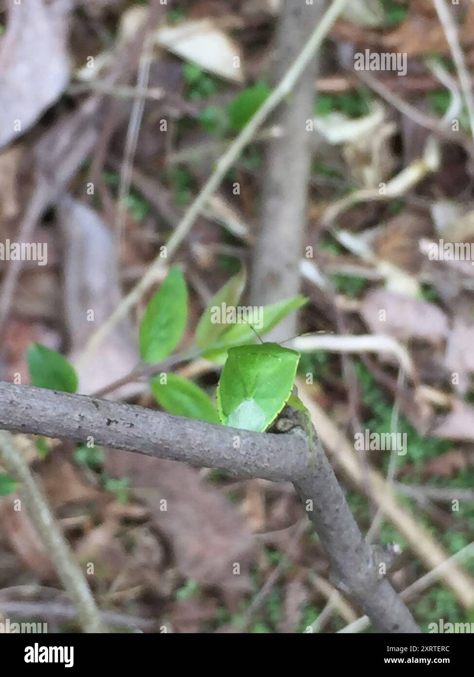 Green Stink Bug (Chinavia hilaris) Insecta Stock Photo - Alamy