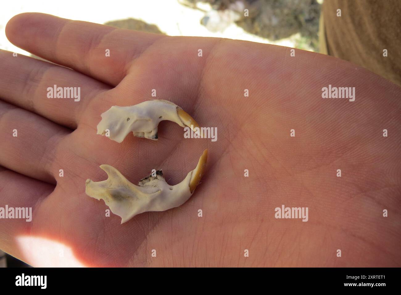 Plains Pocket Gopher (Geomys bursarius) Mammalia Stock Photo - Alamy